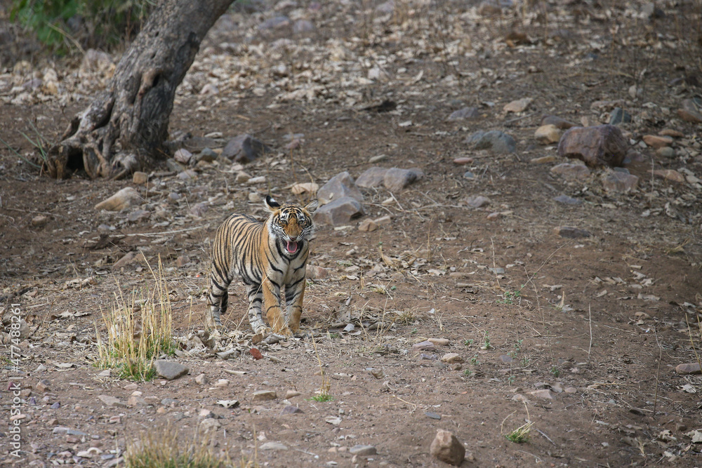 Tiger in the nature habitat. Tiger male walking head on composition ...