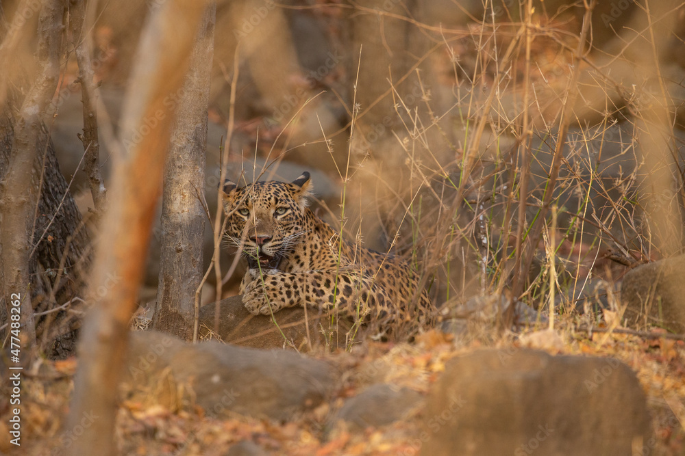 Indian leopard in the nature habitat. Leopard resting on the rock ...