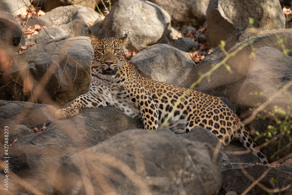 Indian leopard in the nature habitat. Leopard resting on the rock ...