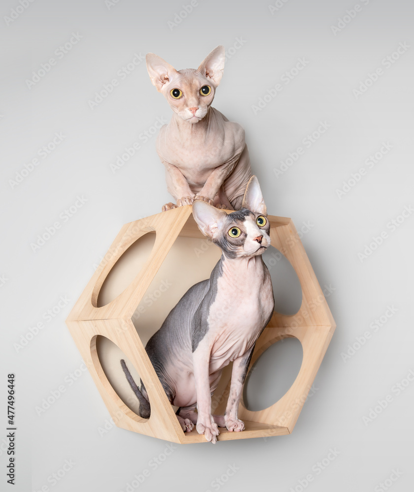Two bonded sphynx cats sitting on floating cat climbing system. Solid ...
