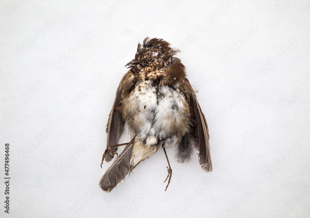 Small dead bird frozen on the ground in the snow, top view. Sparrow or ...