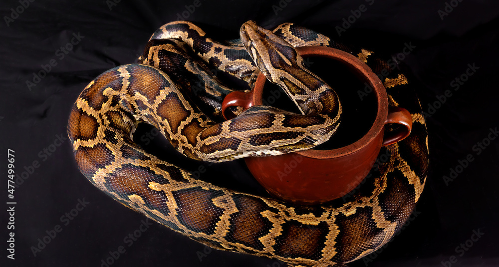 Black Python Wallpaper