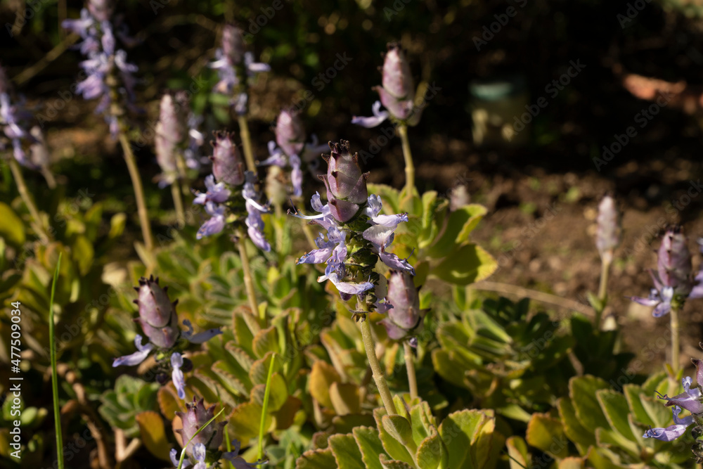 Plectranthus Neochilus