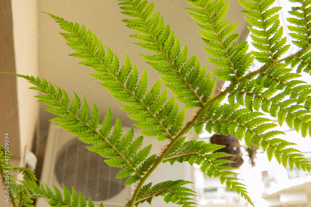 Natural texture and pattern. Closeup view of a Cyathea cooperi fern ...