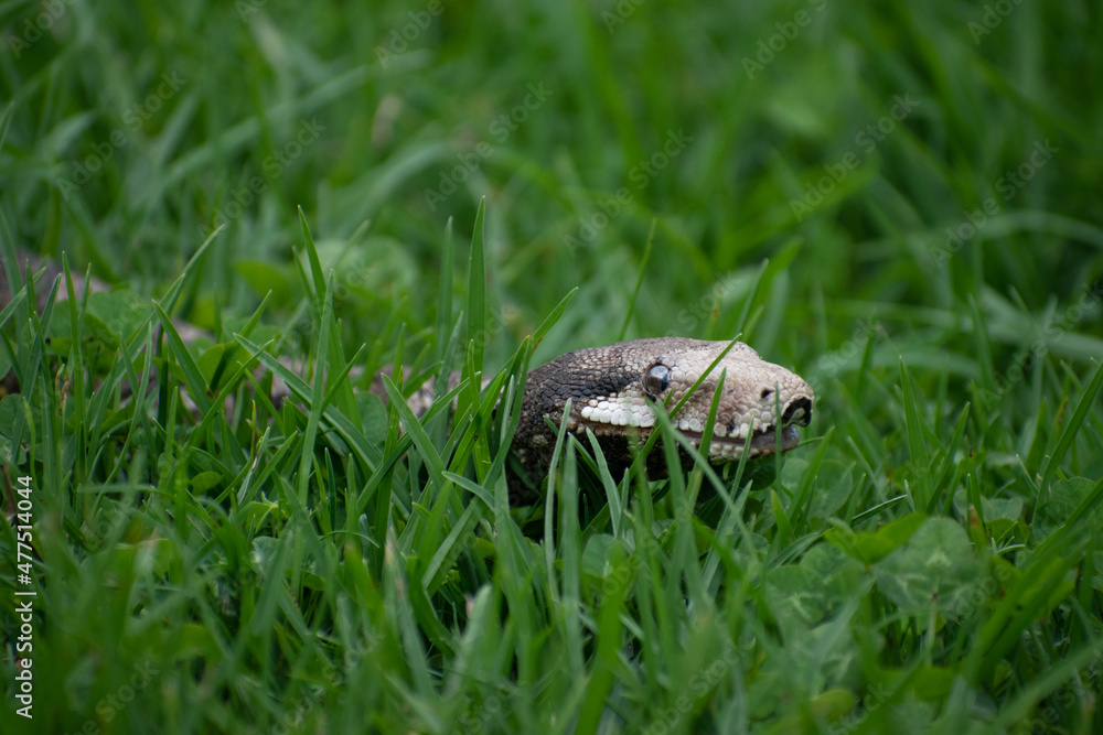 Boa constrictor Boa constructora serpenteando y cazando primer plano ...