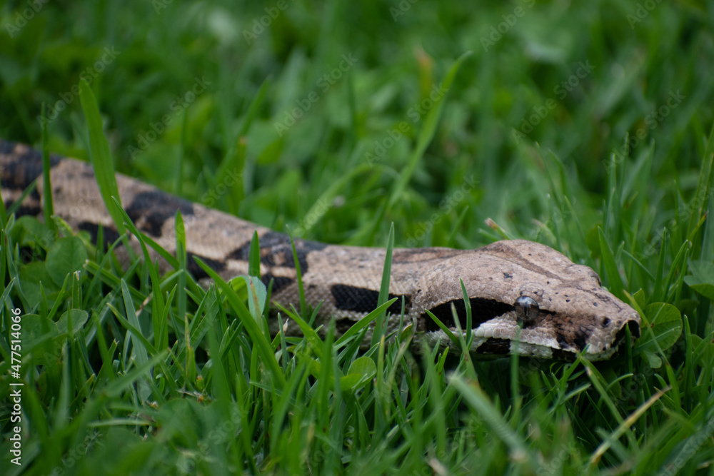 Boa constrictor Boa constructora serpenteando en el paso con vista al ...