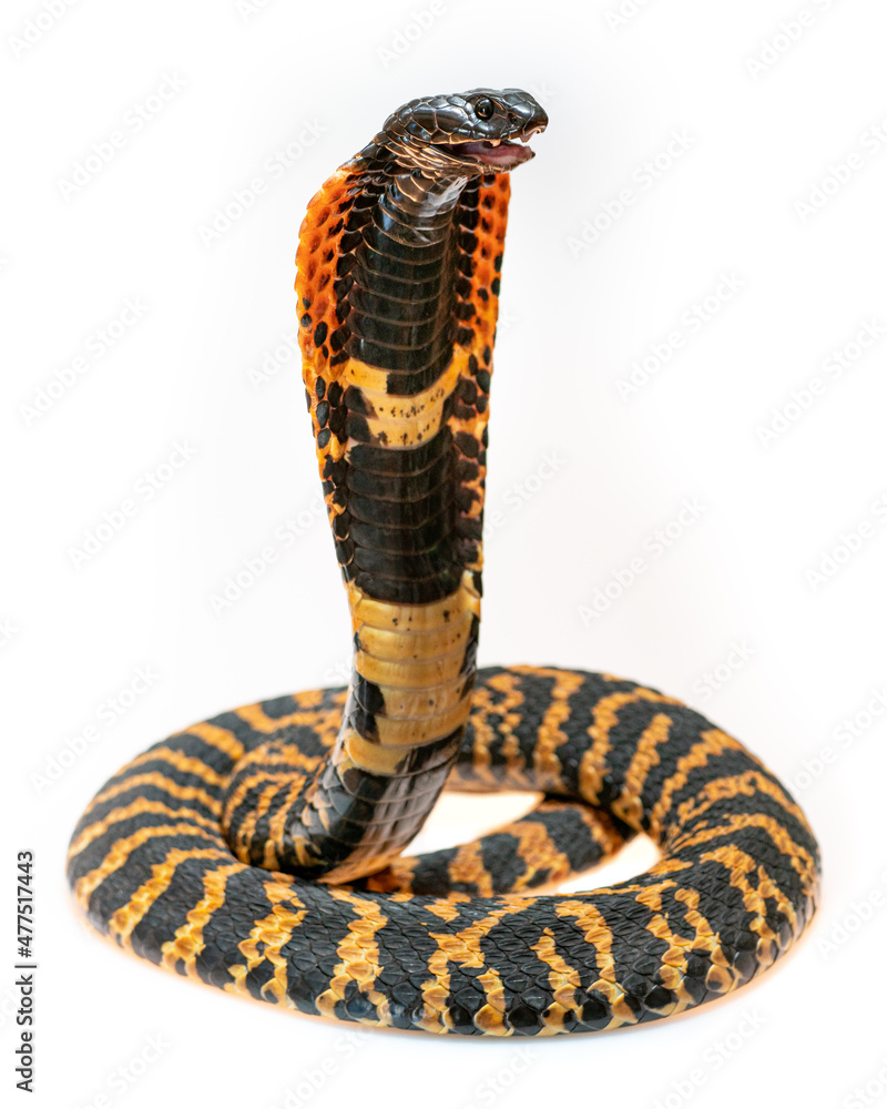 Poster Rinkhals snake on a white background standing – Wall Art | UkPosters