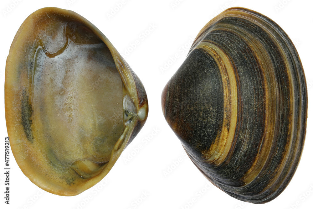thick trough shell (Spisula solida) from the Dutch North Sea coast ...