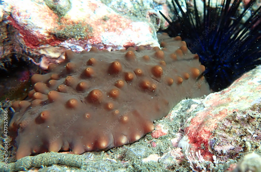 Costa Rica pacific sea life Stock Photo | Adobe Stock
