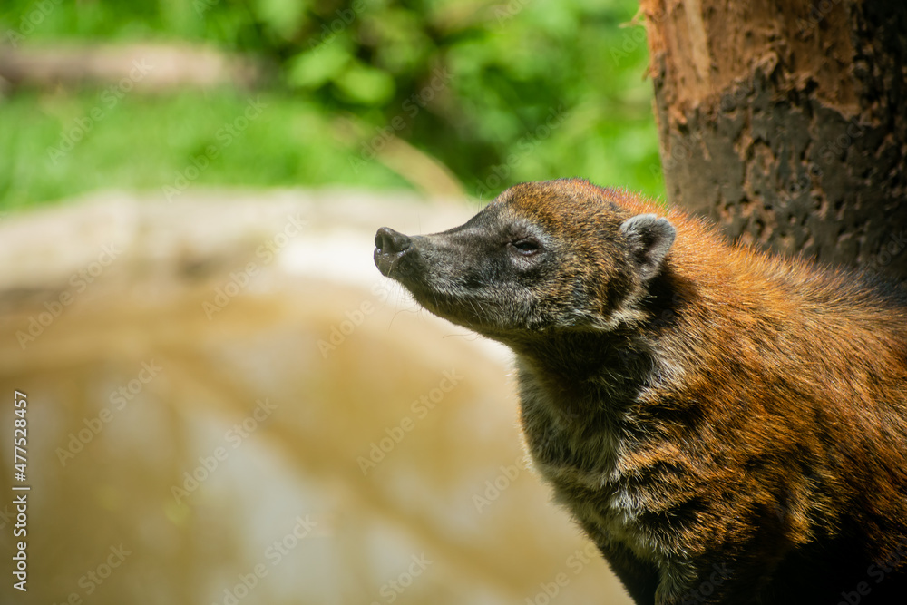 South American coati or nasua, known by the locals as "Cuchucho" or ...