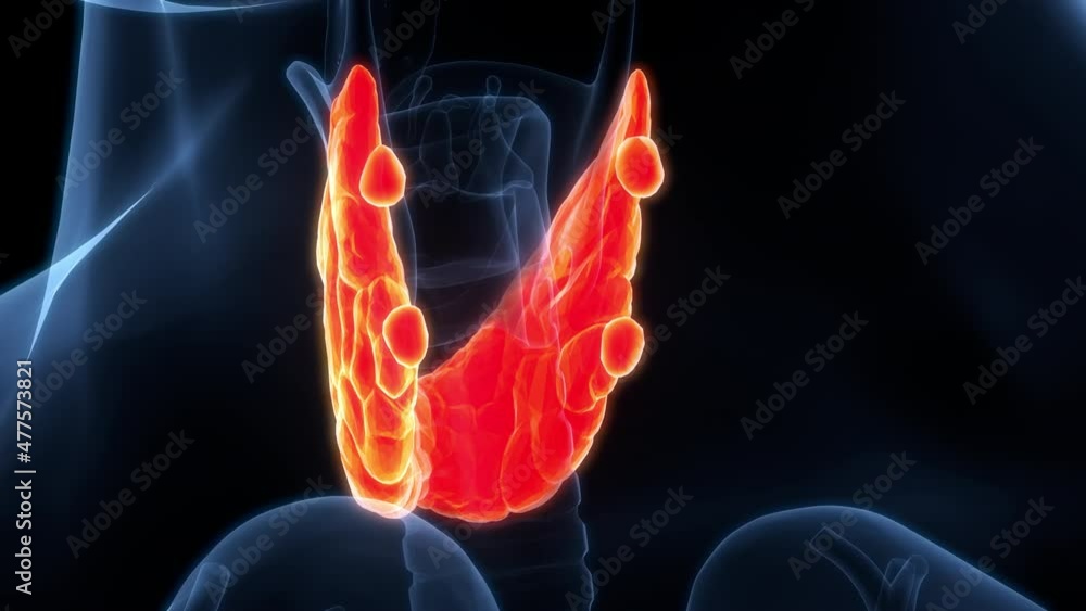Human Body Glands Thyroid Gland Anatomy Animation Concept vídeo do ...