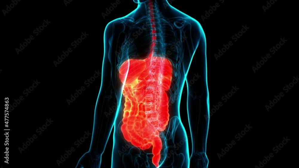 Human Digestive System Anatomy Animation Concept Stock Video | Adobe Stock