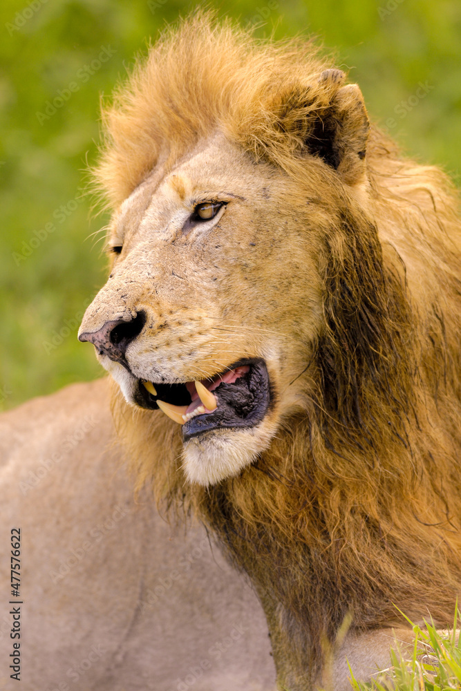 A vertical close-up portrait of a watchful majestic male lion looking ...
