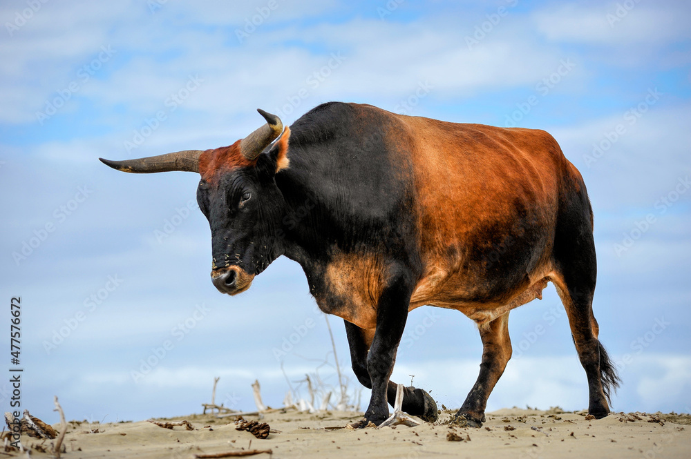 A horizontal shot of a massive bull cow walking on the beach against a ...