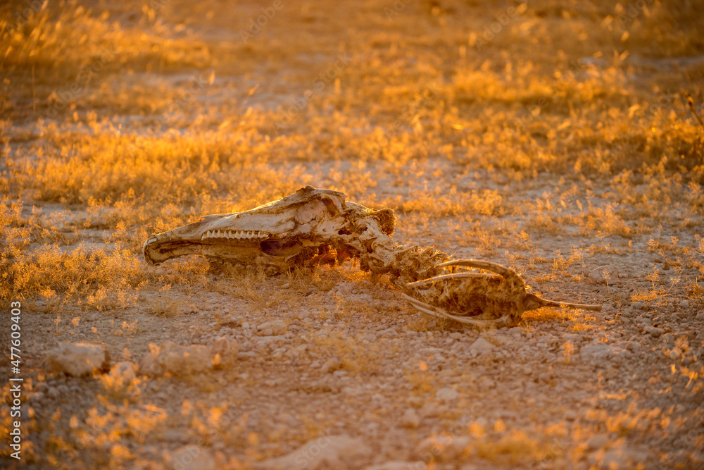 A horizontal close up of a giraffe skeleton head, neck and vertebrae ...