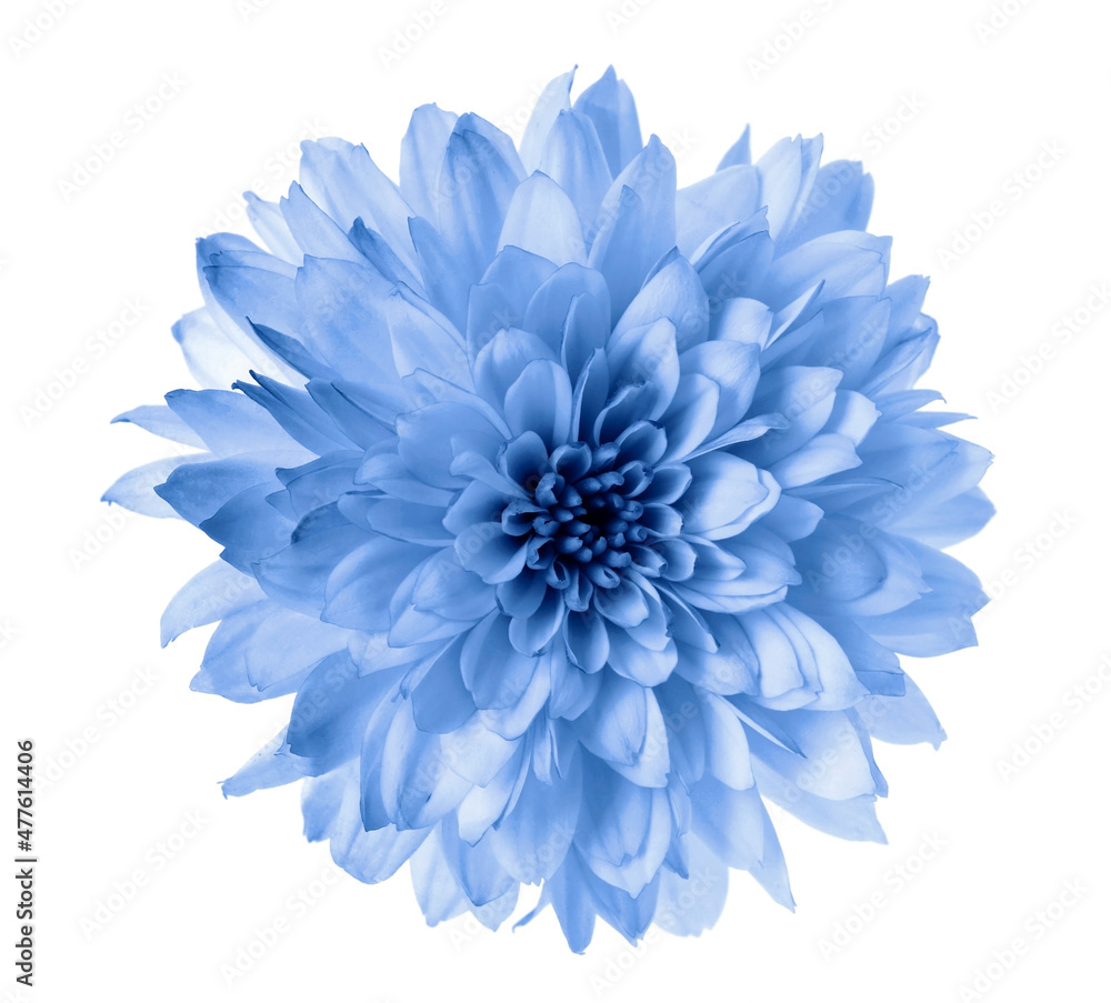 Blue Chrysanthemum Flower
