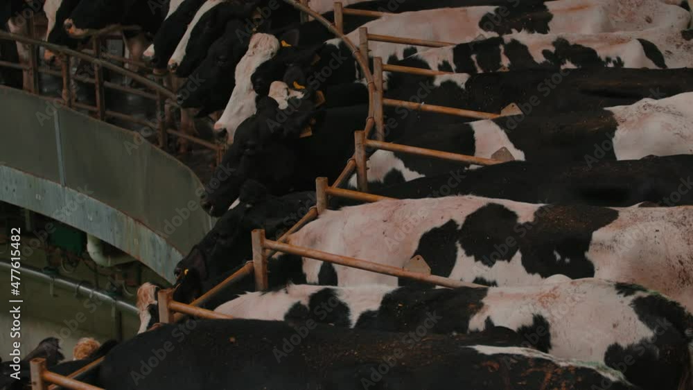 Milking cows on the carousel - automatic industrial milking rotary ...