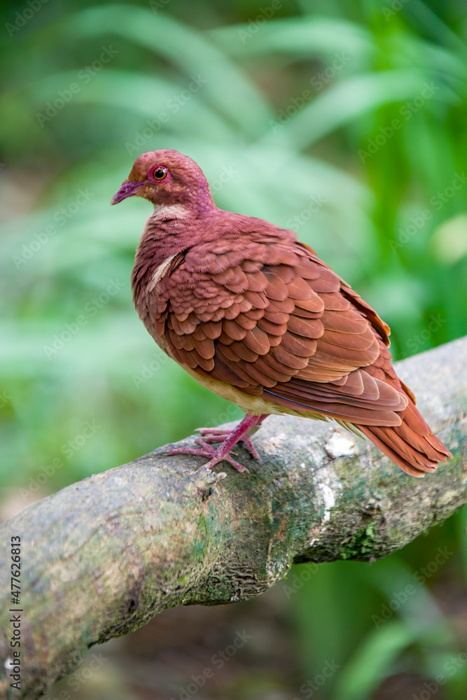 The ruddy quail-dove (Geotrygon montana) is a species of bird in the ...