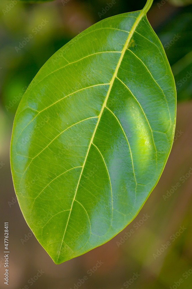 Selective focus of green leave with detail of pattern, Stripes or line ...