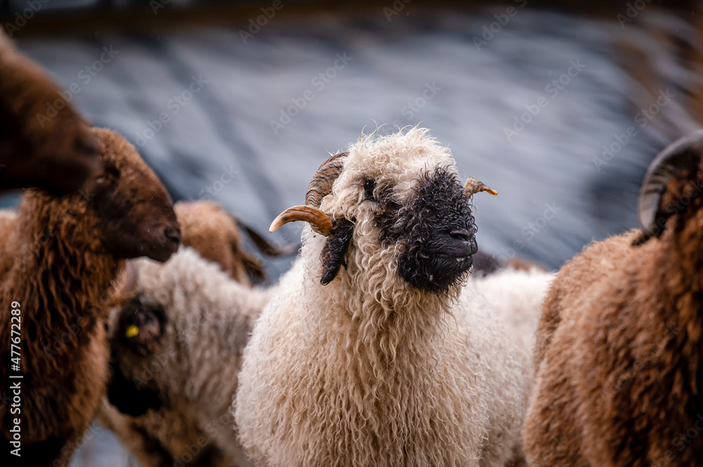 Famous Valais sheep. Valais Blacknose sheep in rainy day. Switzerland ...