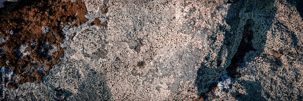 Natural texture of a stone covered with lichen. Lichenes patterns on a ...