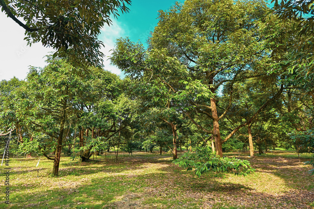 Big durian tree in the garden with blue sky background, king of fruit ...