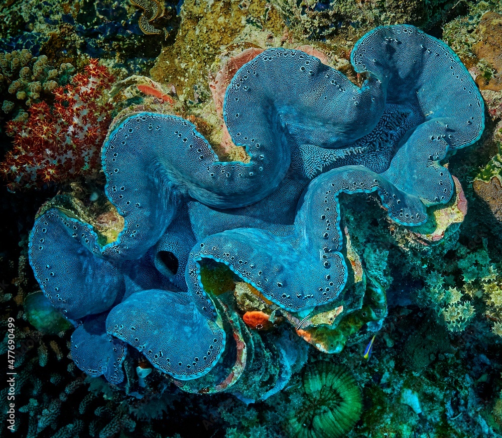 Giant Clam on the Great Barrier Reef Stock Photo | Adobe Stock