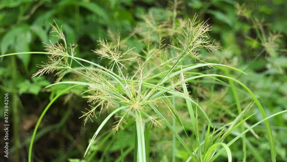 Cyperus rotundus (coco-grass, Java grass, nut grass, purple nut sedge ...
