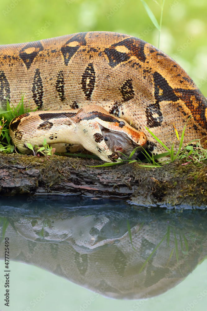 The boa constrictor (Boa constrictor), also called the red-tailed or ...
