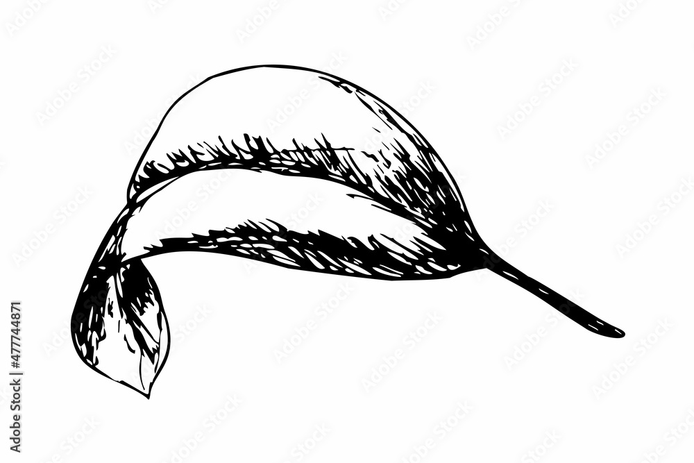 ector doodle leaf. Shading, hand drawing. Isolated on white. A sketch ...