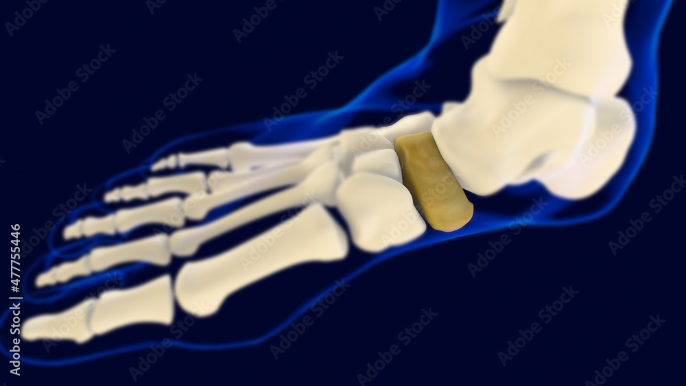 Navicular Foot Bone Human skeleton anatomy 3D Rendering Stock ...