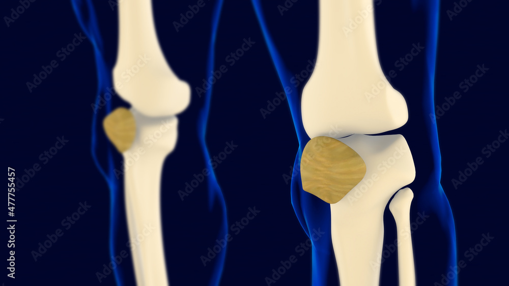 Patella Bone anatomy Human skeleton 3D Rendering Stock Illustration ...
