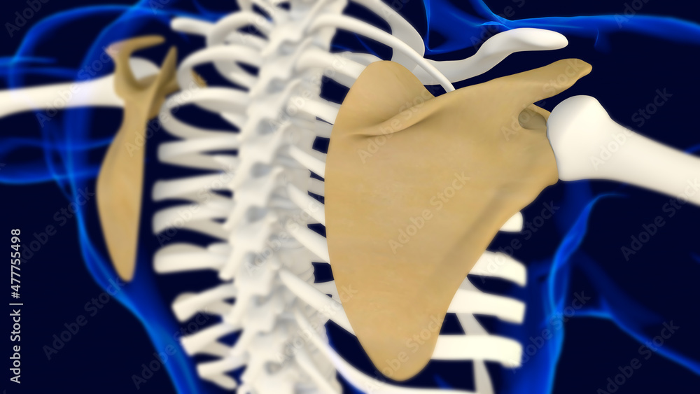 Scapula Bone anatomy Human skeleton 3D Rendering Stock Illustration ...