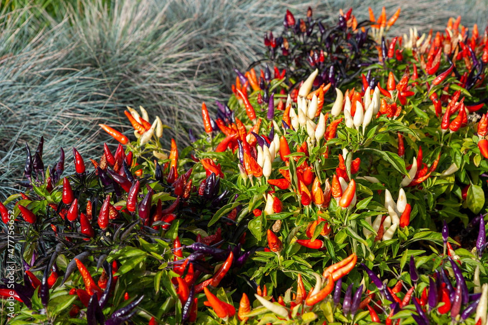 Capsicum annuum, in a flowerbed, grow into a large, shrubby perennial ...