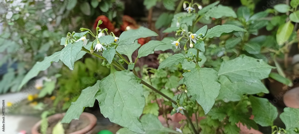 Nightshade, Solanum Nigrum, Kakamachi, Kakahva, Garden Night Shade ...