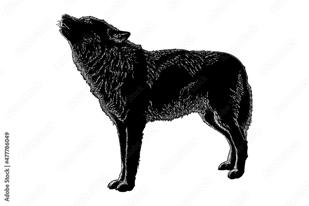 wolf hand drawing vector illustration isolated on white background ...