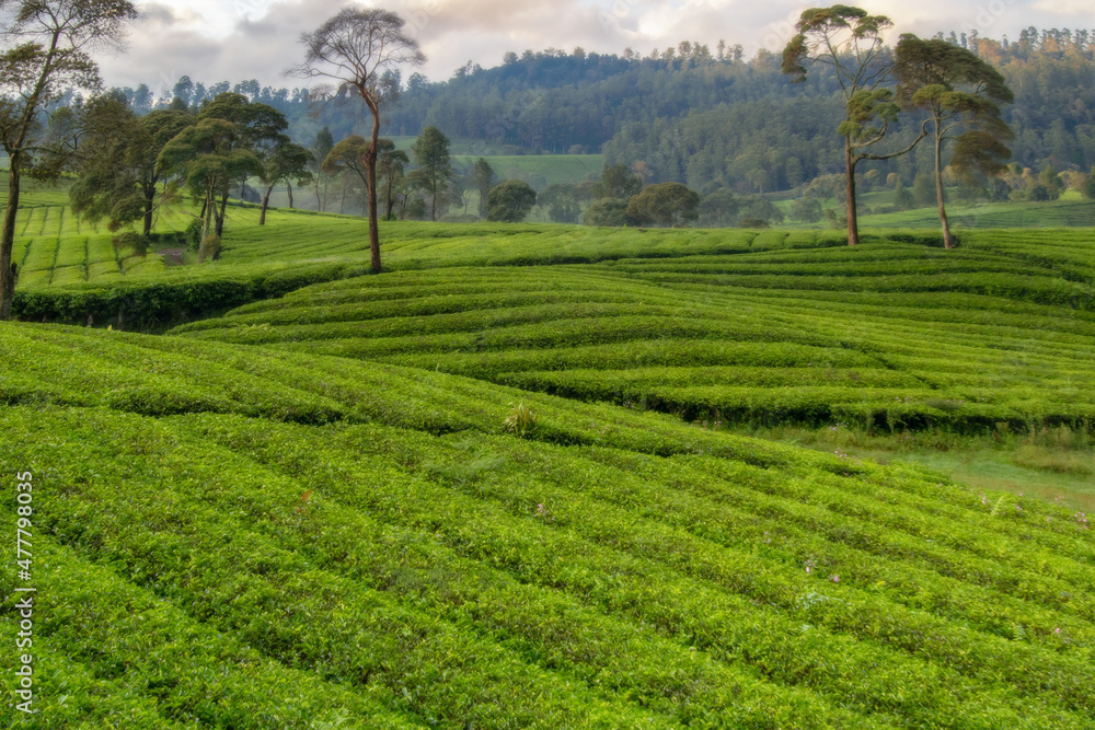 Defocused abstract background of green tea garden expanse view and ...