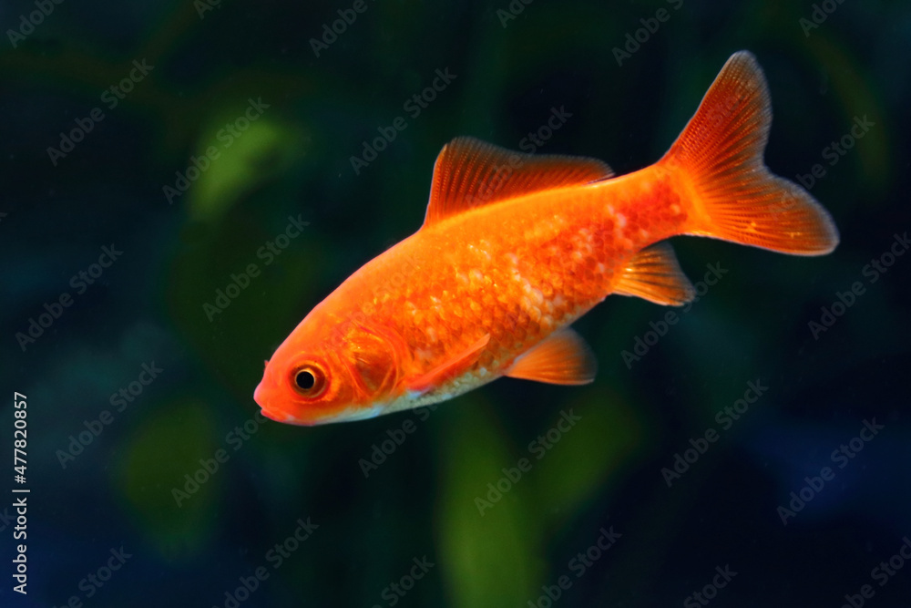 Goldfisch / Goldfish / Carassius auratus Stock Photo | Adobe Stock