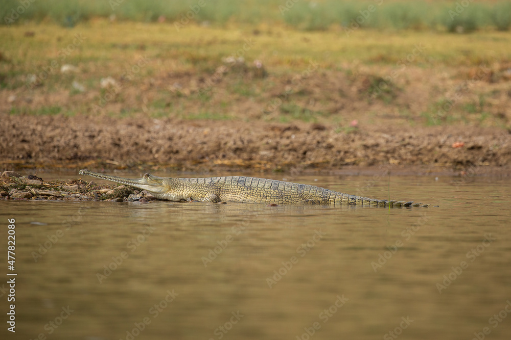Indian gavial in the nature habitat, chambal river sanctuary, Gavialis ...