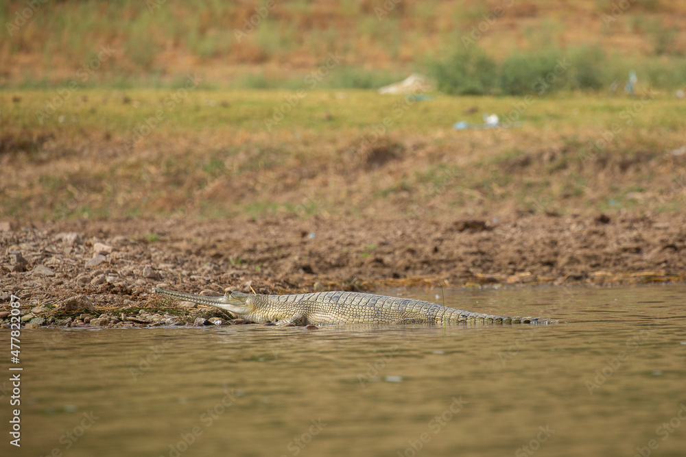 Indian gavial in the nature habitat, chambal river sanctuary, Gavialis ...