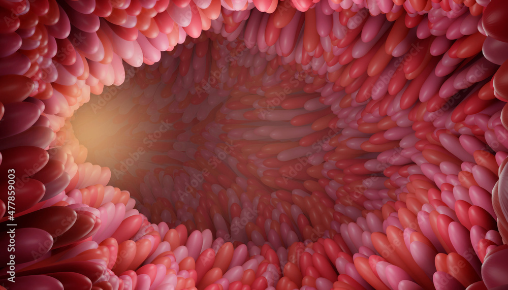 3d rendered illustration medically accurate of the intestinal villi in ...