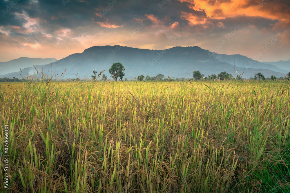 Golden rice field ready for harvest, Chanpasak Lao PDR Stock Photo ...