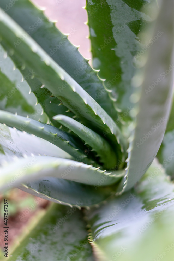 La sábila es una planta medicinal, conocida también como Aloe vera ...