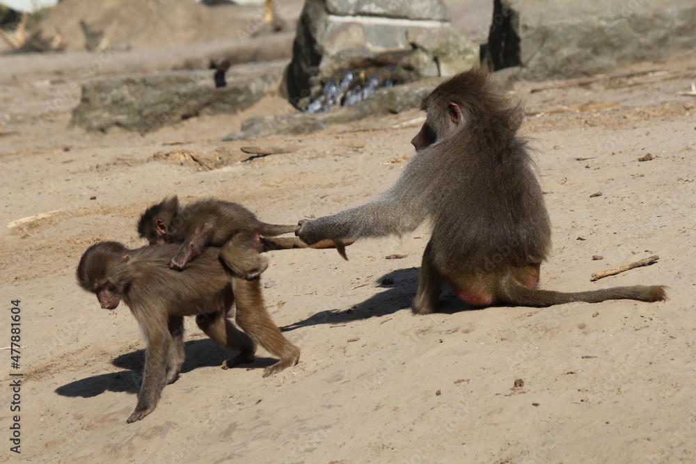 a baboon is pulling at the tail of a cute little baby ape the sits at ...