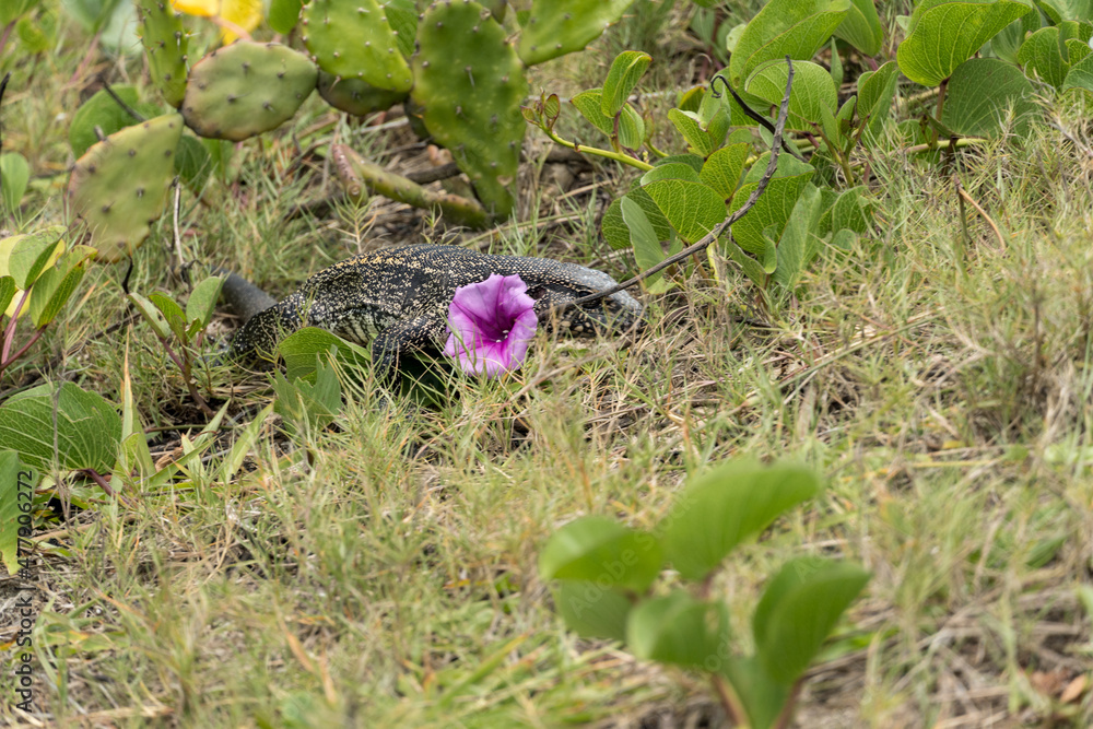 Teiú lizard alone in the grass in the city of Rio de Janeiro, Brazil ...