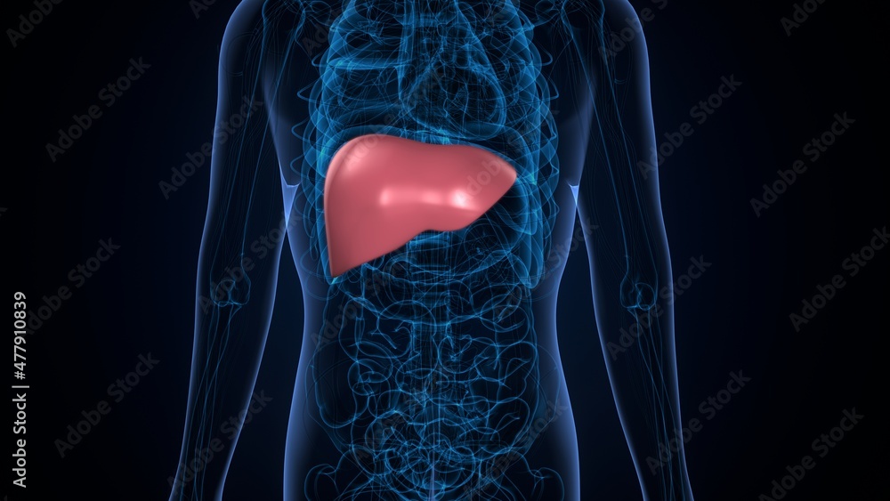 Liver 3D Illustration Human Digestive System Anatomy Stock Illustration ...