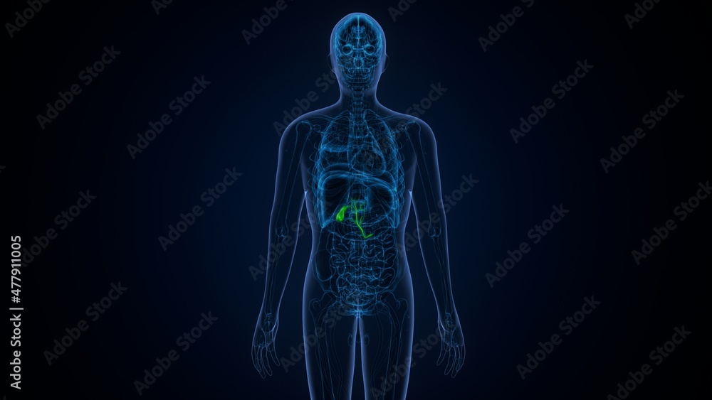 3d illustration of human internal organ gallbladder anatomy. Stock ...