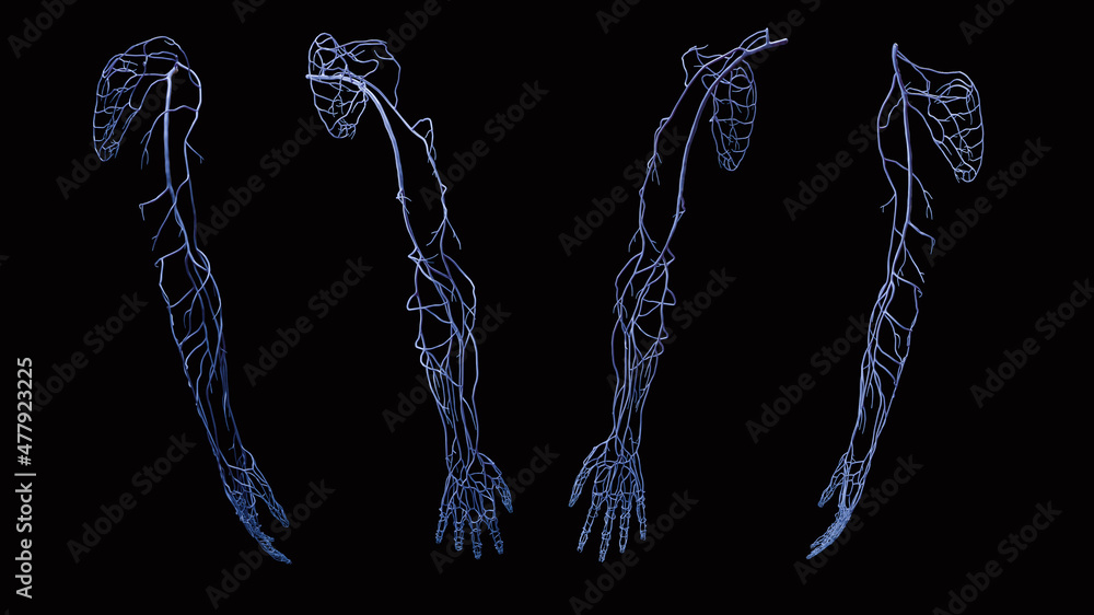 Poster Full 3D upper extremity arm vein circulation in blue on black ...