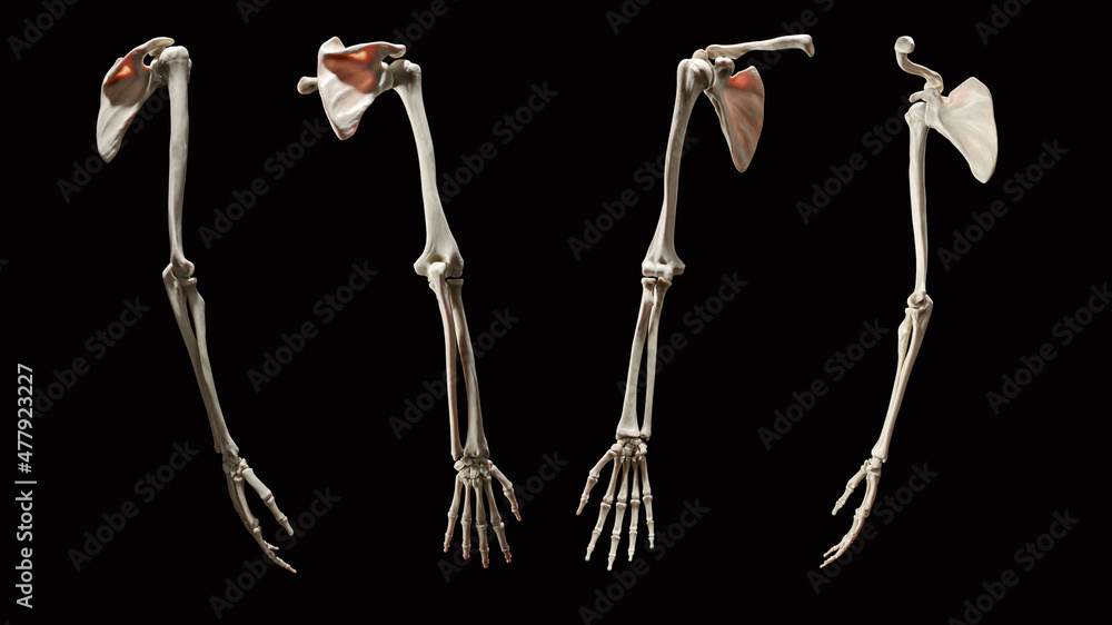Full arm 3d Skeletal anatomy, multiple views on black background Stock ...