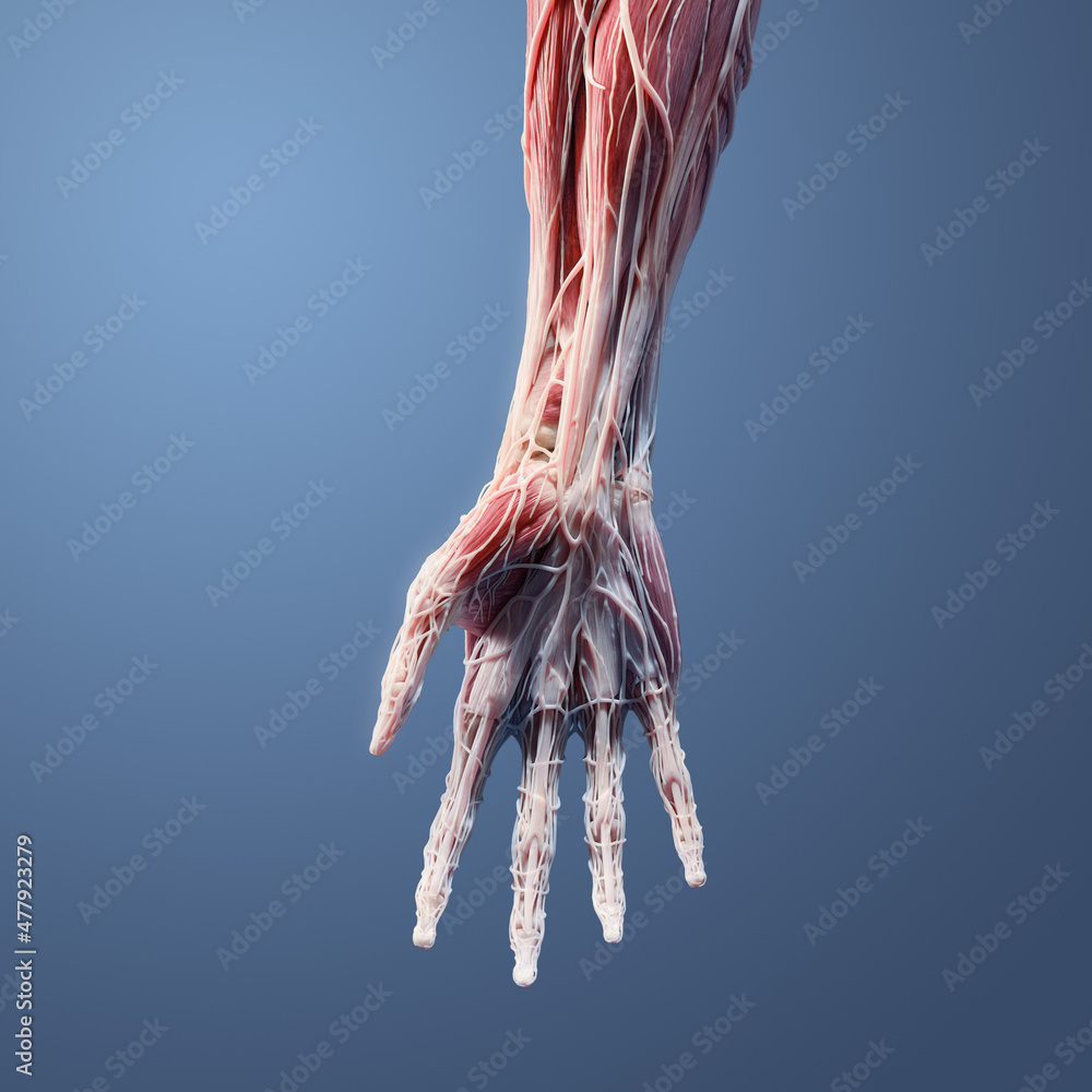 Anterior palm hand forearm 3D anatomy, blue background Stock ...